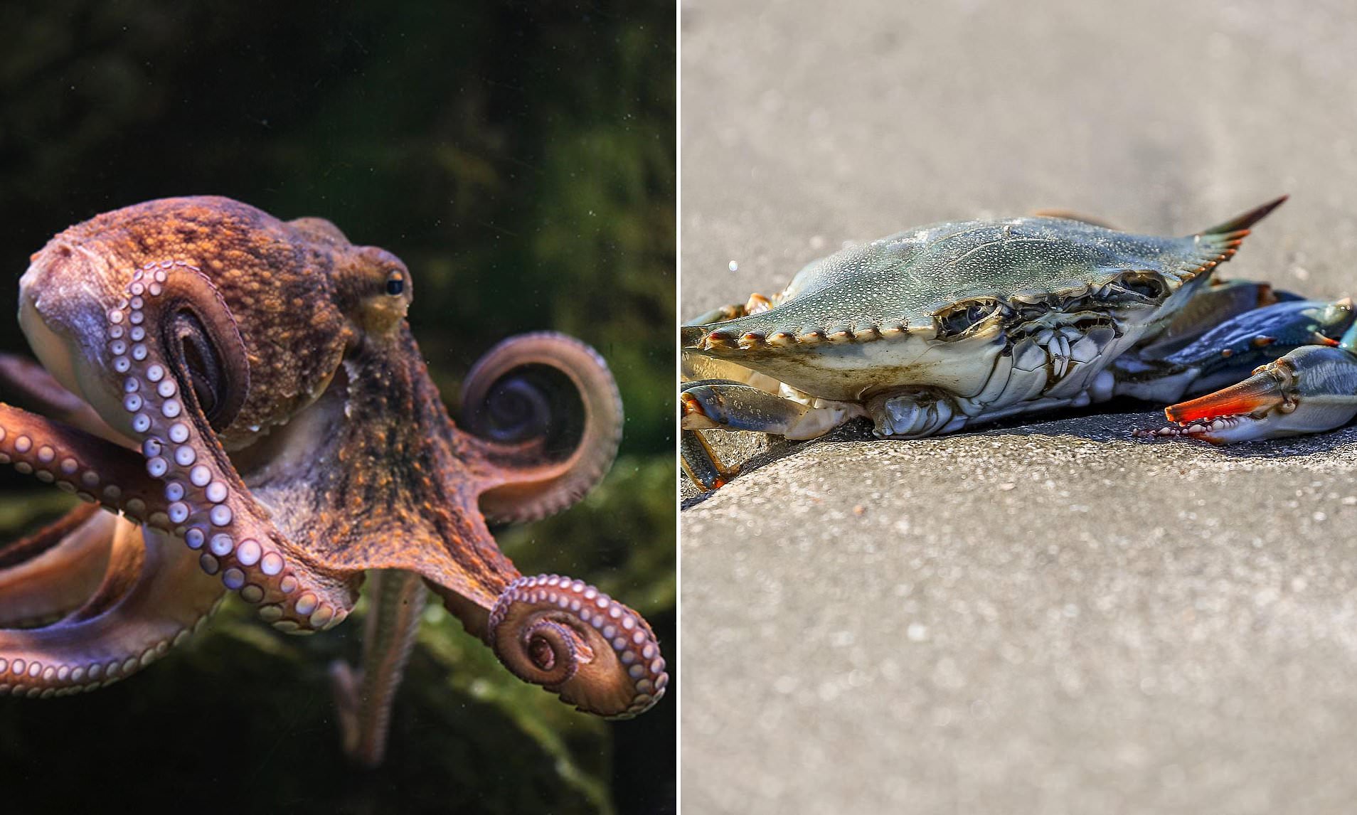 Invading hoard of octopuses from the Mediterranean devour shellfish ...