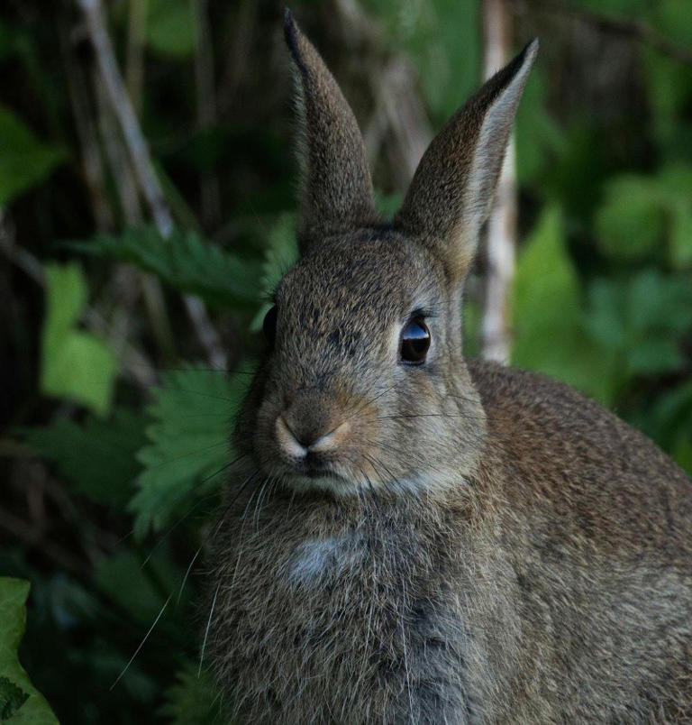 Bunny at Home: Basic Care, Needs, and Recommendations
