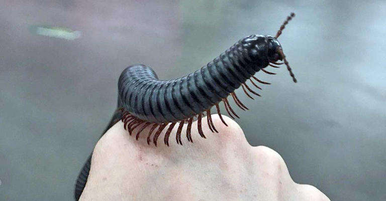 Keeping Pet Millipedes 6 Things To Know