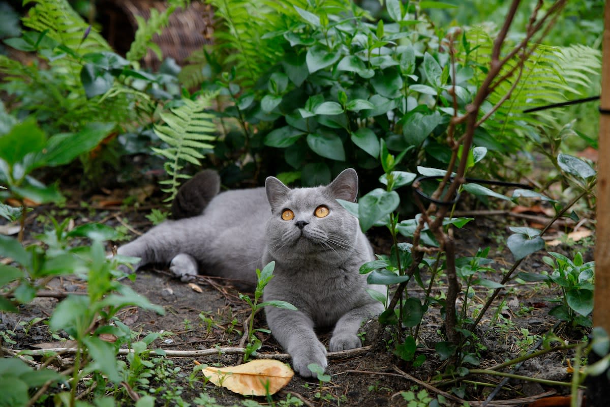 Gray Cat's Gentle Interaction with Hummingbird in the Backyard Is the ...