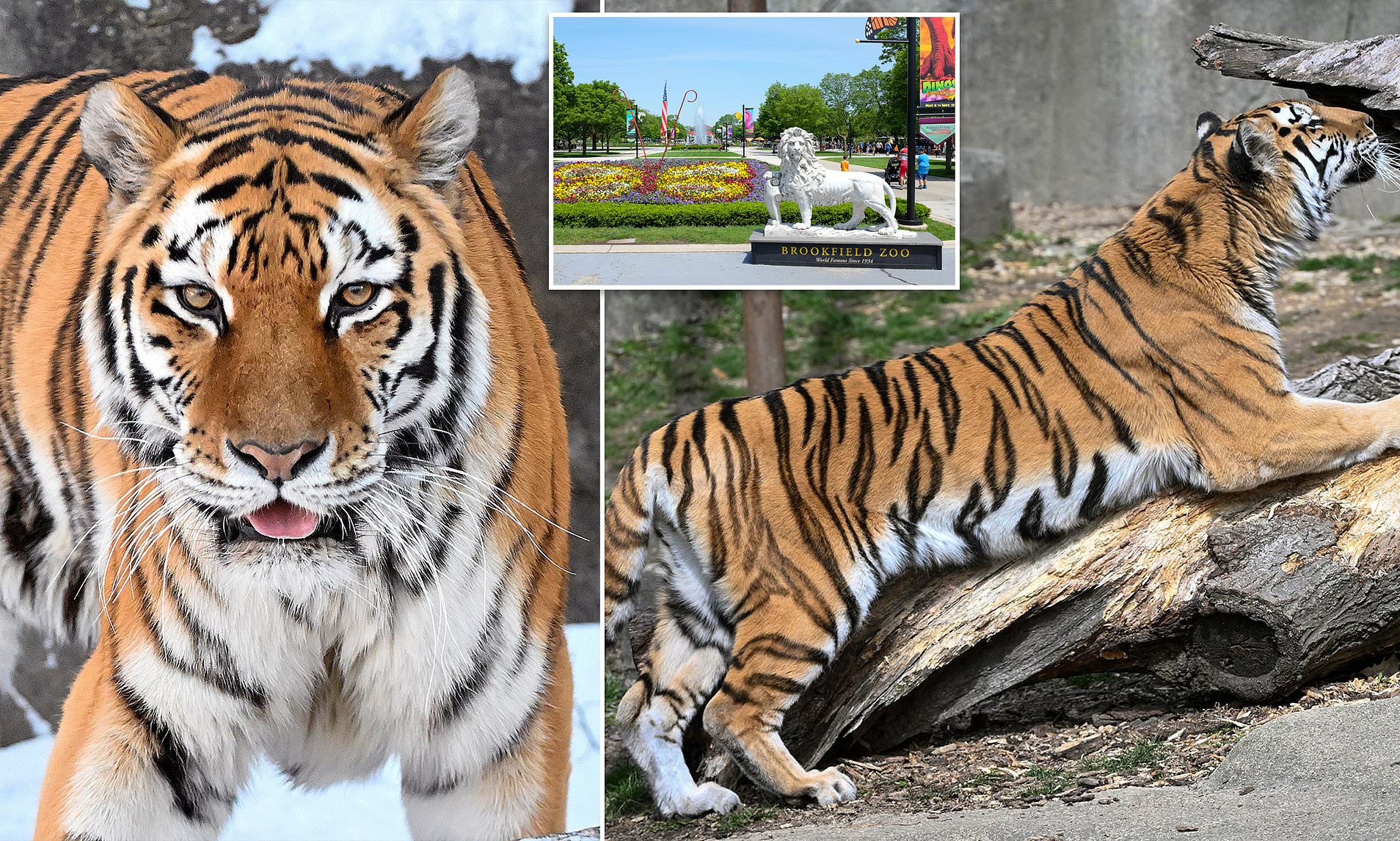 Devastated residents left reeling after beloved tiger is euthanized at zoo