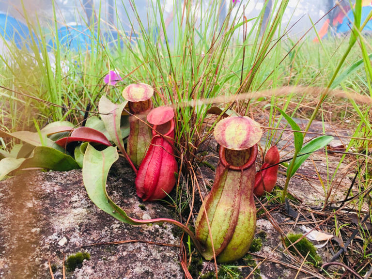 Meet the Pitcher Plant That Drowns Insects and Feeds on Their Bodies
