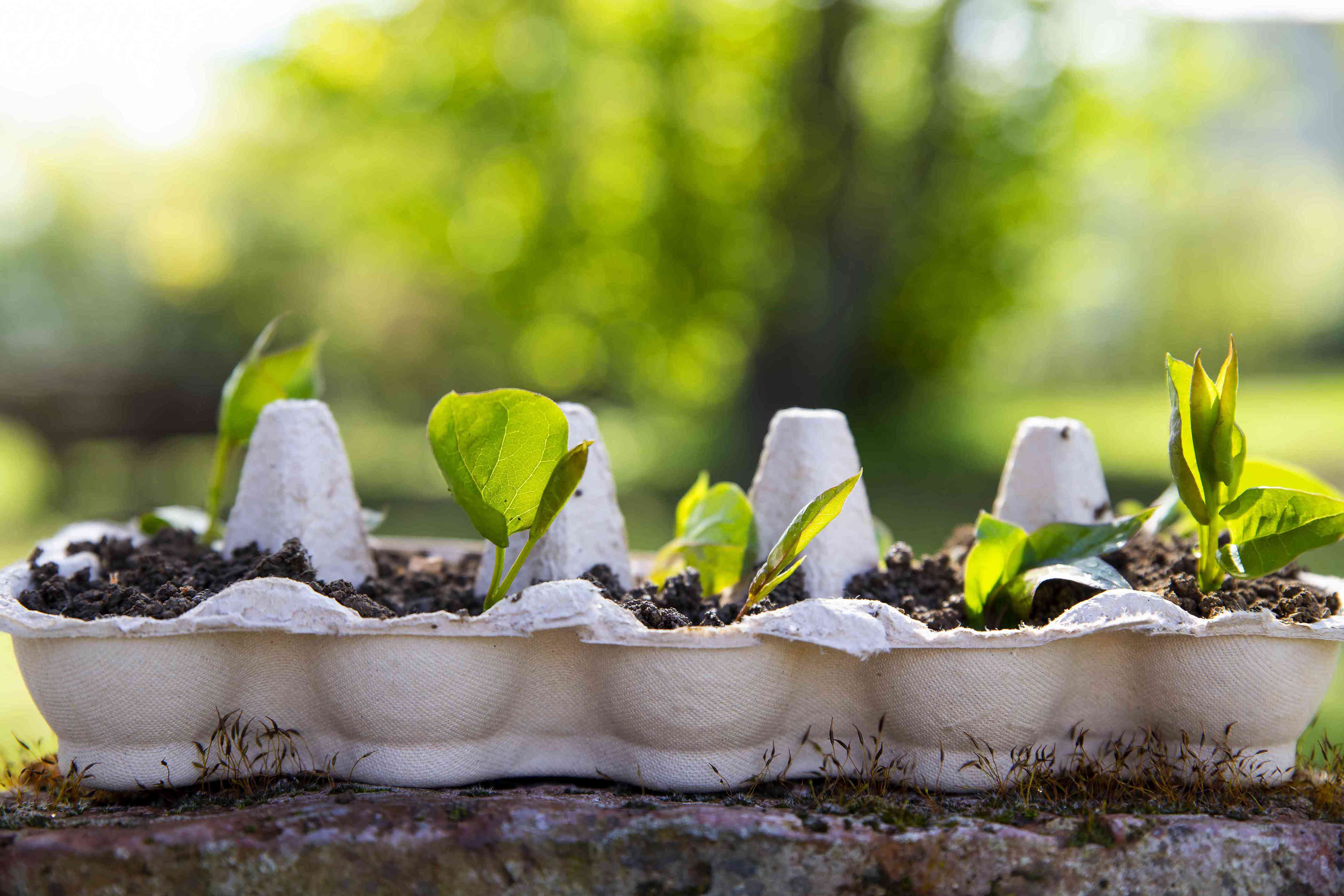 How to Use Egg Cartons in the Garden for Fewer Pests, Healthier Soil ...
