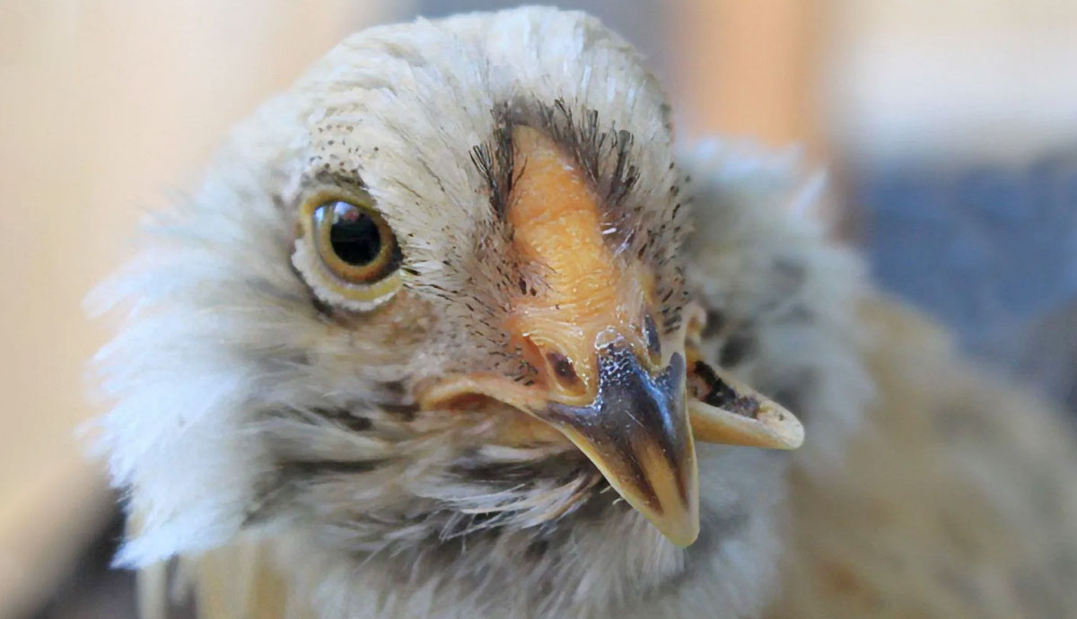 What is Scissor Beak in Birds?