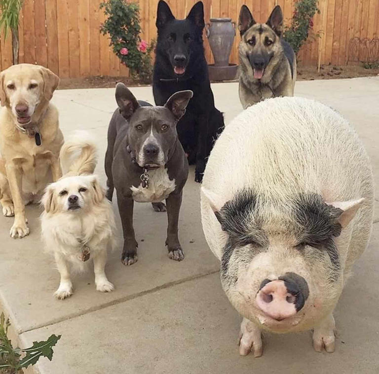 20 Funny Times Out-Of-Place Objects Turned Normal Photos Into ...