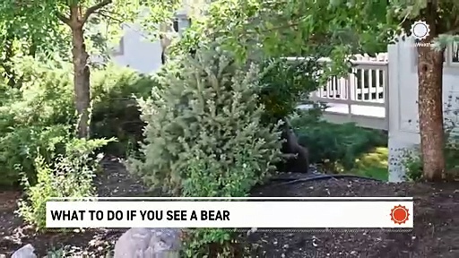 Staying safe during a bear encounter