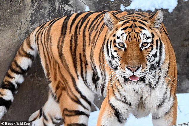 Devastated residents left reeling after beloved tiger is euthanized at zoo