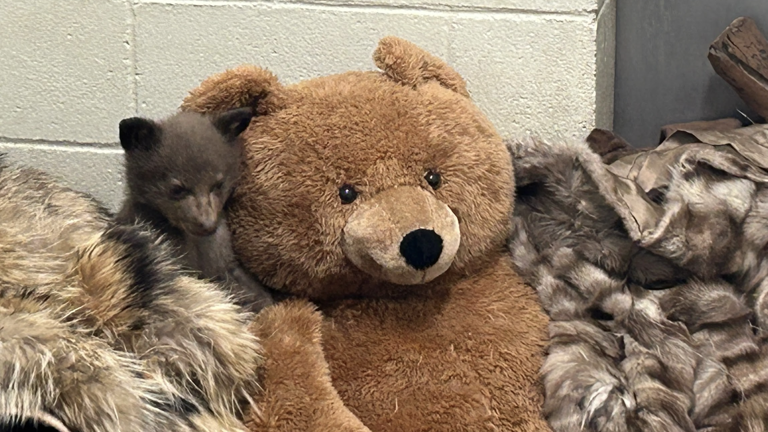 Ramona Wildlife Center Raises Orphaned Bear Cub With Love... And Some ...