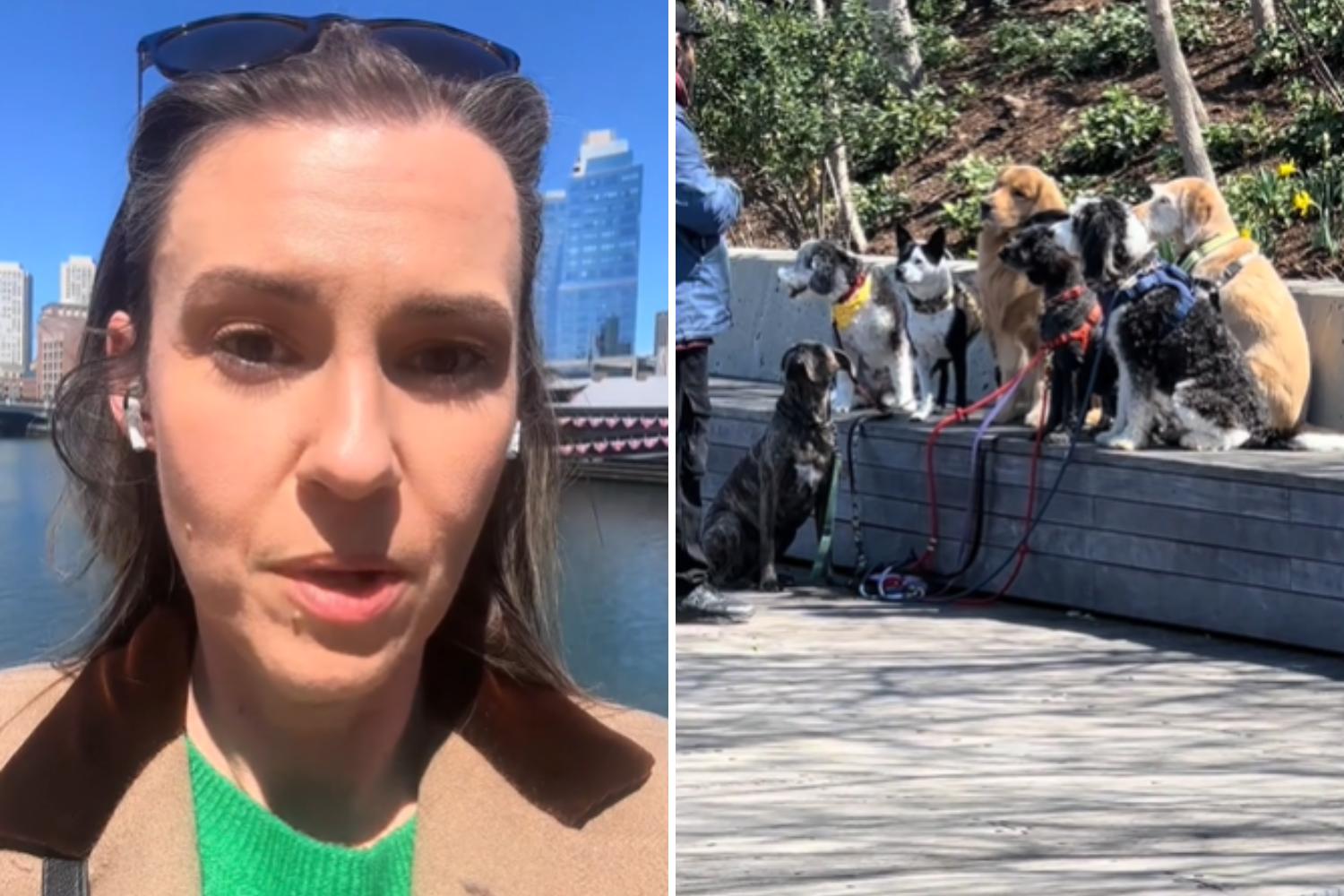 Woman sees what dog walker does with pups—has a message for the owners