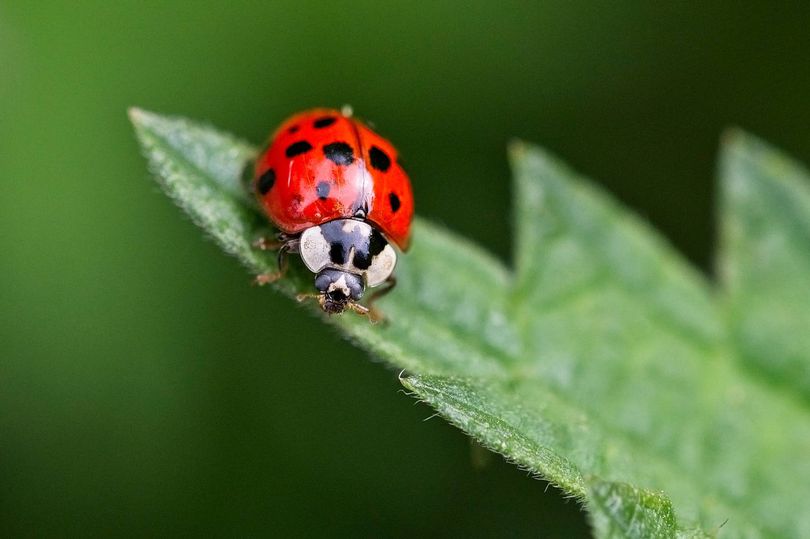 How to control crop-damaging insects - and help ladybirds thrive