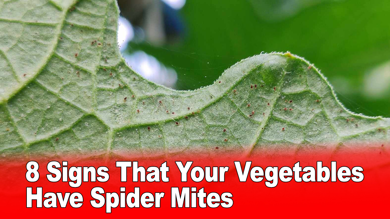 8 Signs That Your Vegetables Have Spider Mites