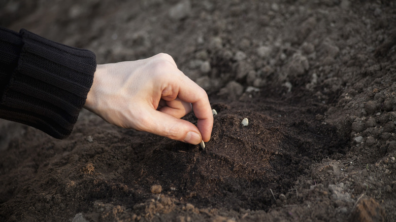 What Is Seed Stratification, And How Can You Implement It In Your Garden?