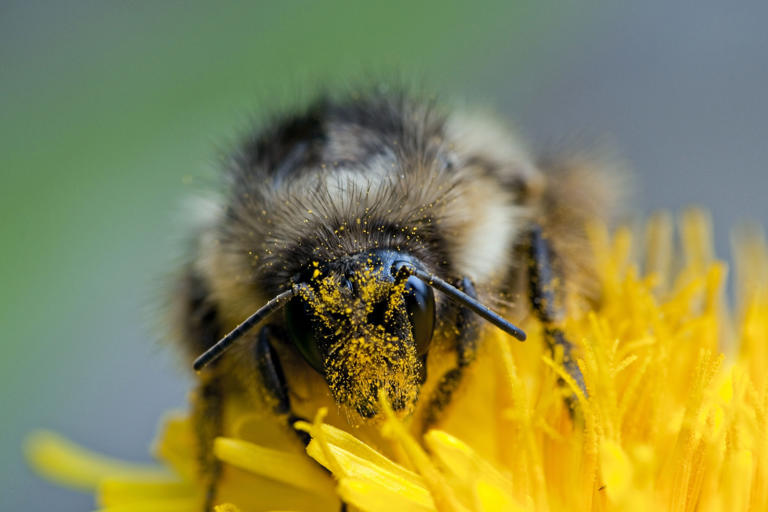 Insects: Facts about the creepy-crawlies that make up more than half of ...