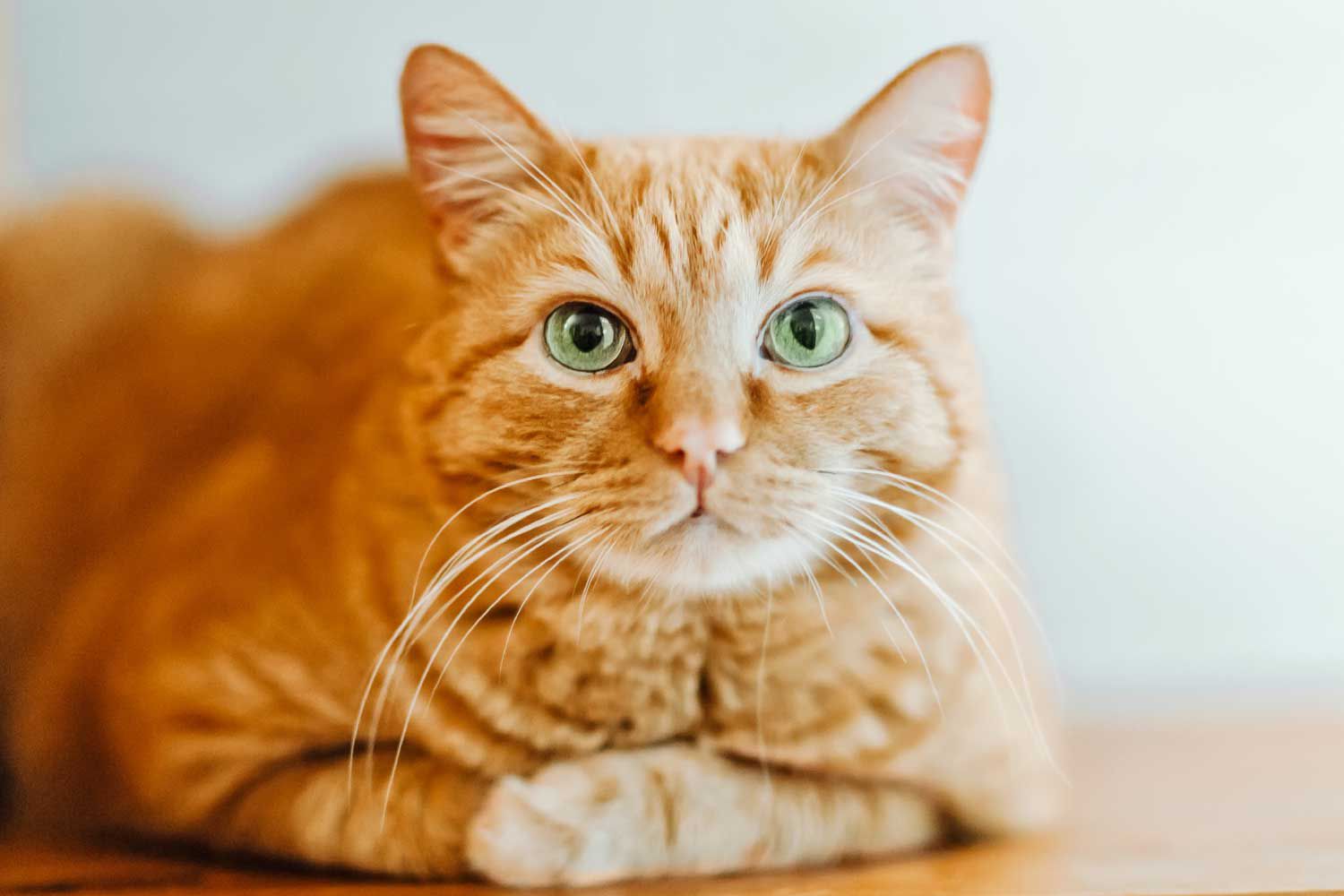 Cats can be ‘a vital partner in the fight against cancer’, new study finds