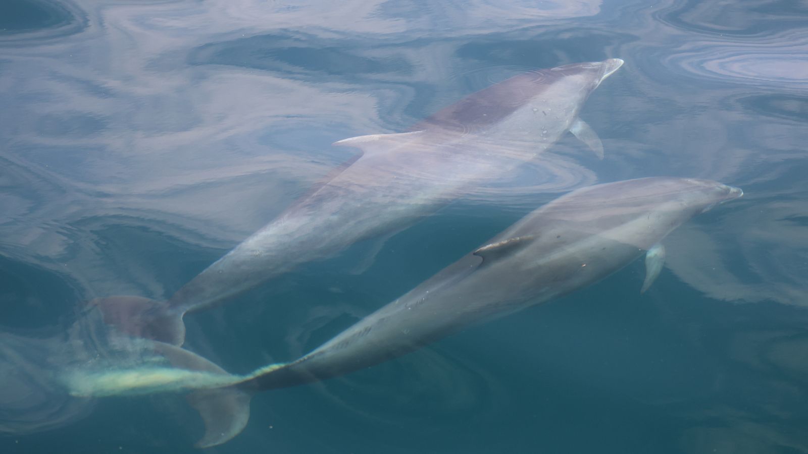 Scientists are on the hunt for dolphin poo