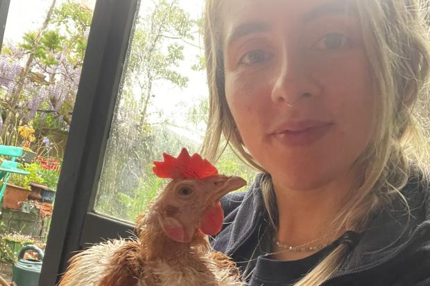 More than 200 hens rehomed by dedicated volunteers