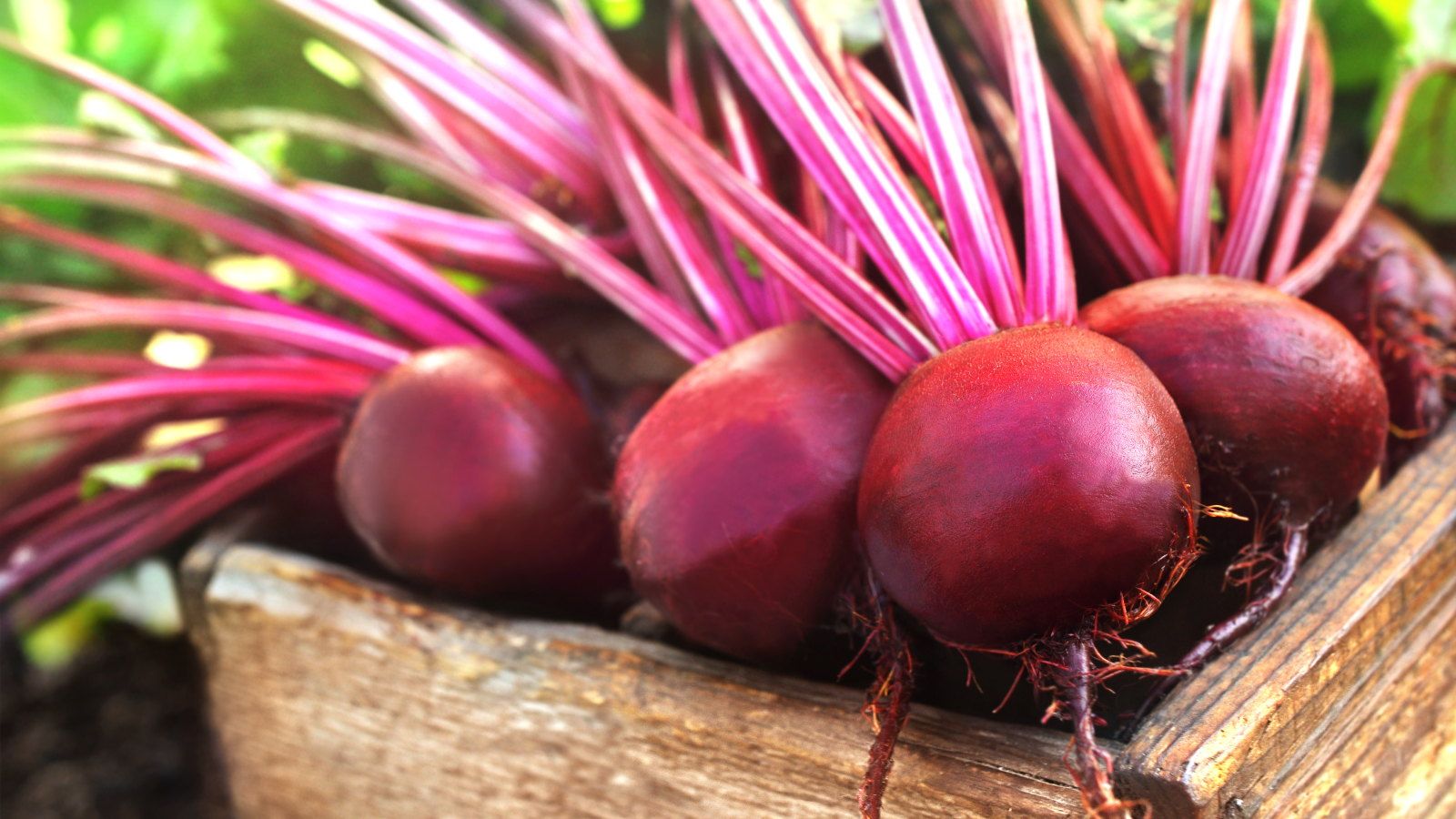 These 7 beet companion plants will give you the best crops possible ...