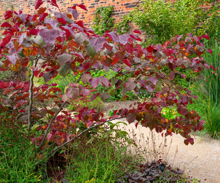 6 Trees That Landscape Designers Will Never Plant When They're Trying ...