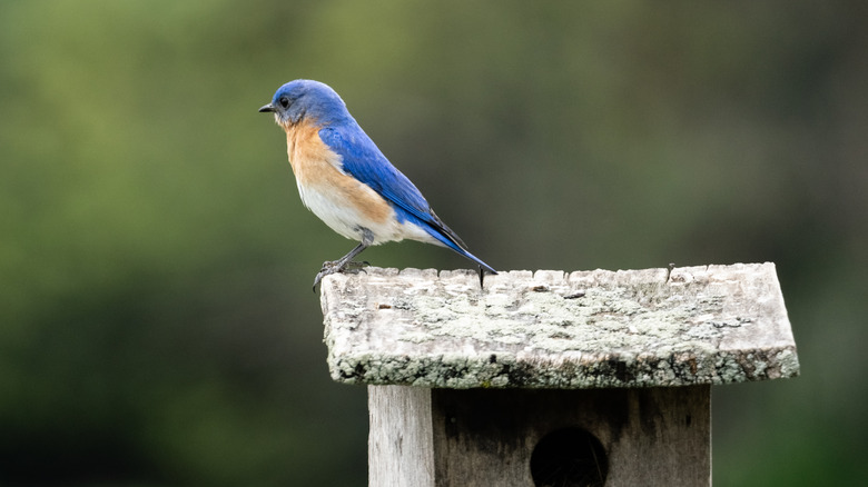 How To Make Nesting Boxes Safe From The Summer Heat