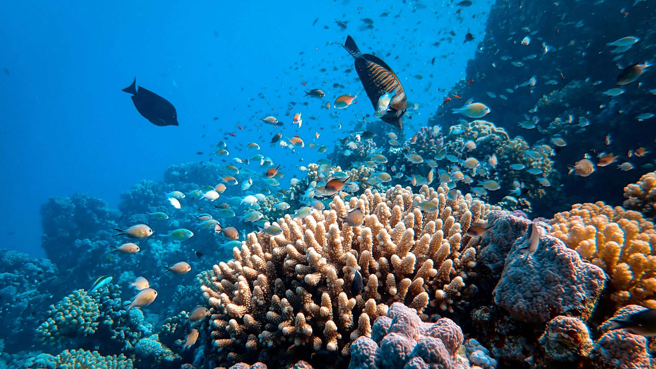 Ocean Essentials: Why Coral Reefs Are Critical to Marine Health