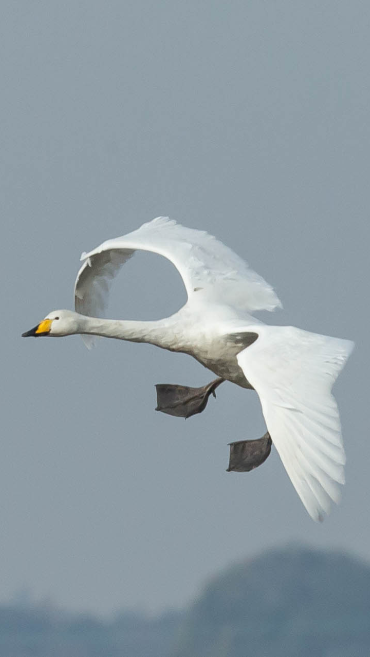 9 heaviest birds that can fly exceptionally well