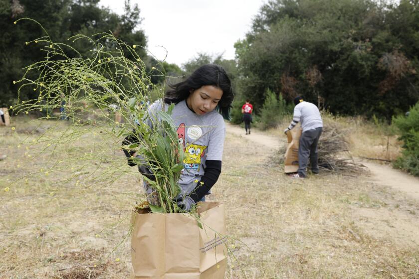 Weekend warriors yank out invasive plants to save L.A. River