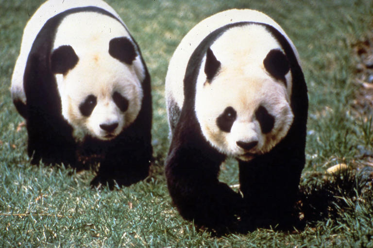 Columbus Zoo spent years navigating diplomacy and legal fights for 1992 ...