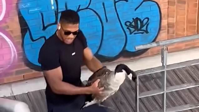 Anthony Joshua saves lost goose and reunites it with it's family