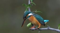 Burung Raja Udang, Kemampuannya Menyelam Dengan Kecepatan Tinggi ...