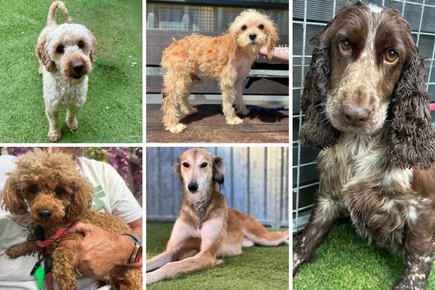 Five dogs looking for their forever home from Many Tears Rescue