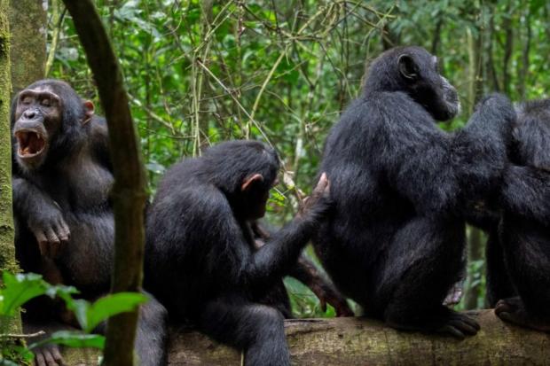 Chimpanzees observed helping each other with wound care by Oxford ...