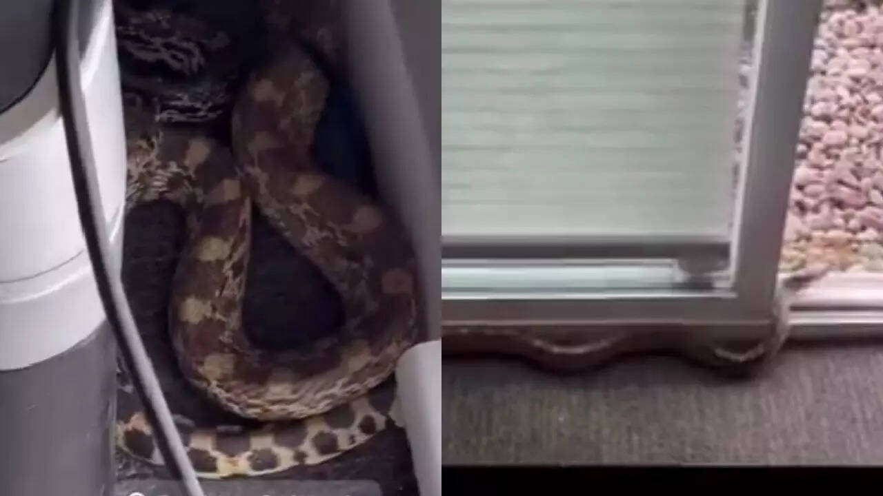 Massive 8-foot snake in the office! Colorado man discovers a real ...