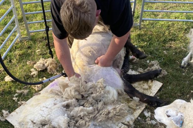 Sheep get their summer trim as wool finds fresh purpose in gardens