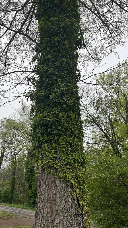 Homeowner shares satisfying before-and-after pictures after freeing ...