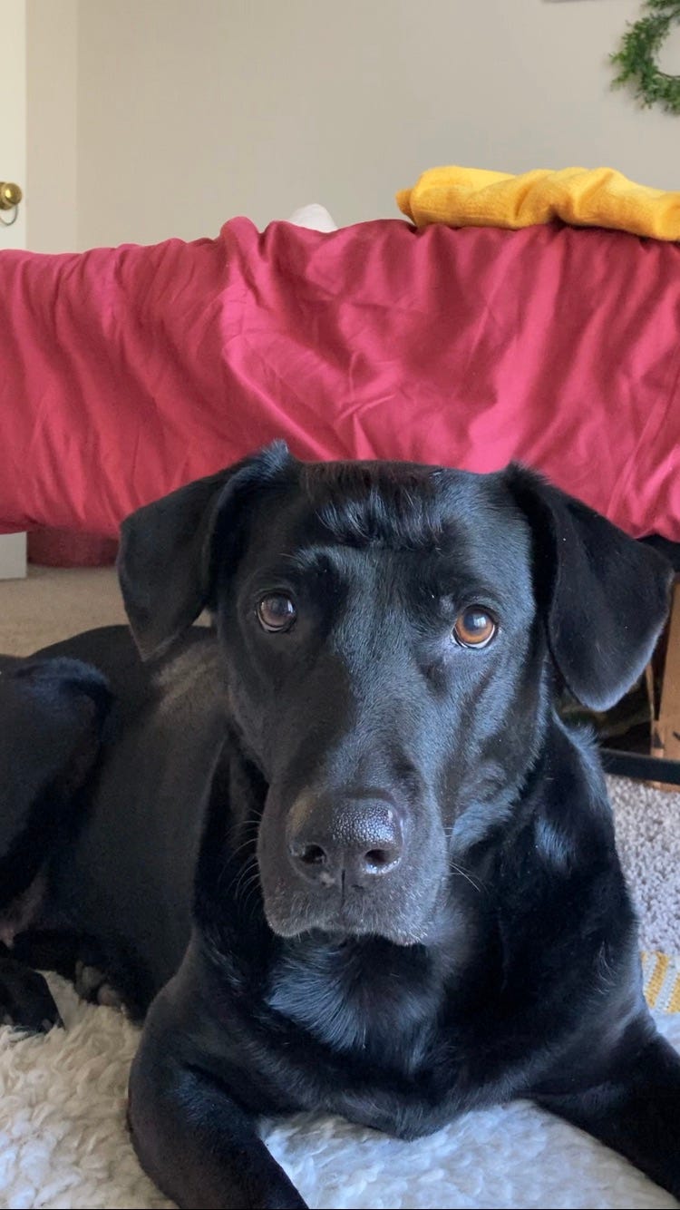 Famous social media dog, Sundae the Black Lab, dies after ‘long ...