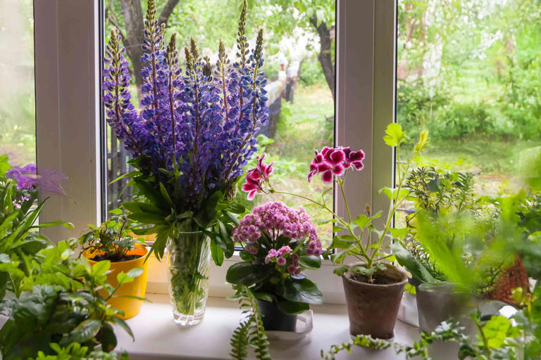 I own dozens of houseplants but this flowering plant brings me the most ...