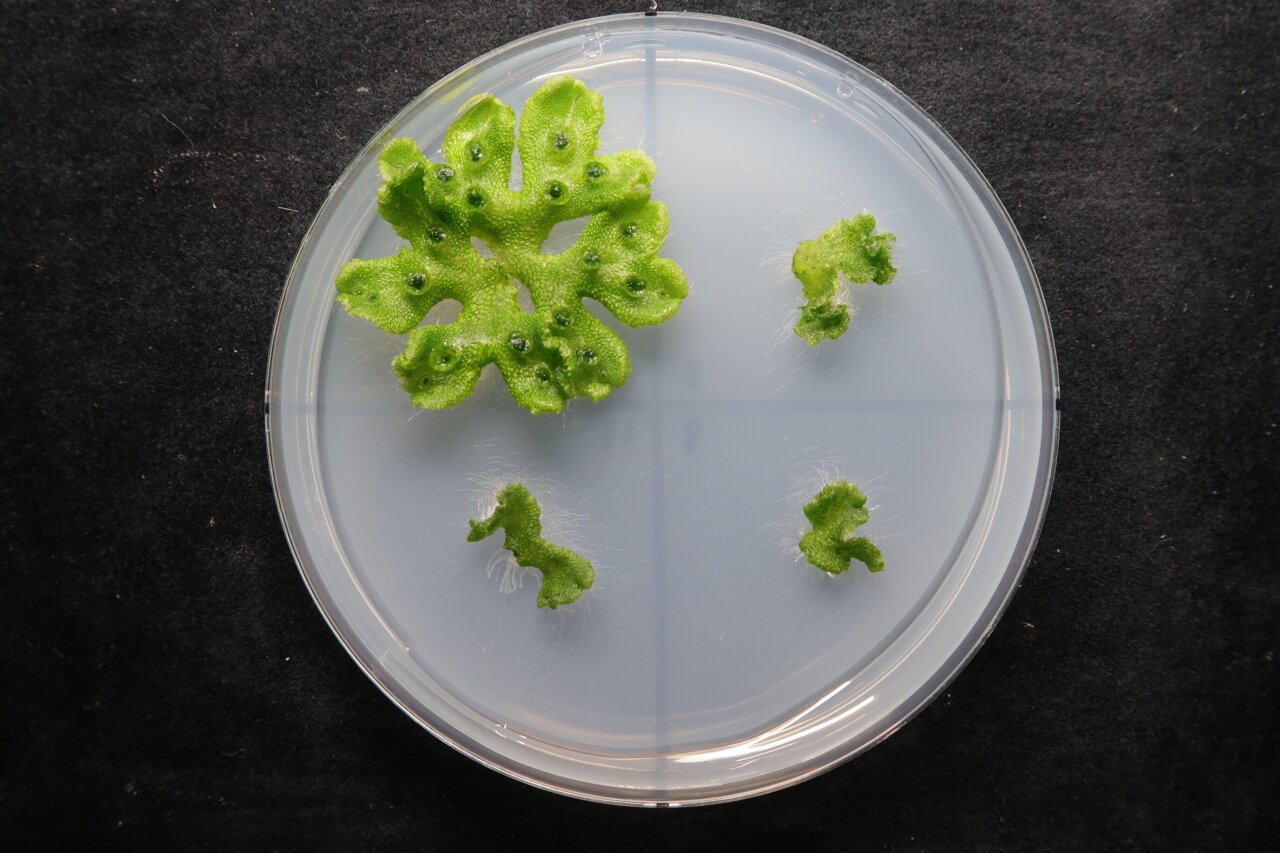 A root development gene that's older than root development