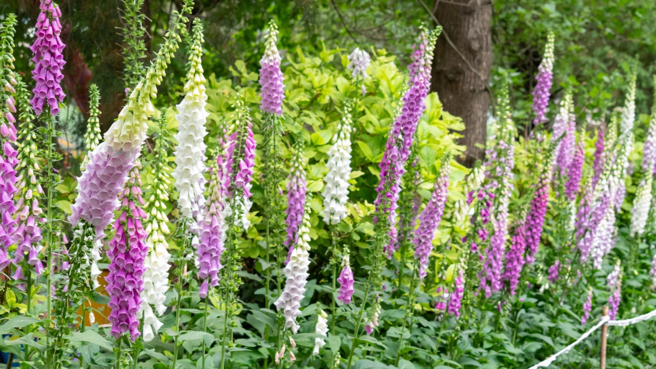 The 10 most toxic weeds hiding in your yard right now