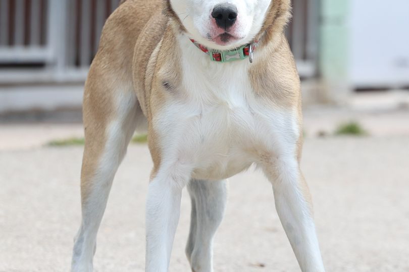 Can you help? Meet 10 dogs at Animal Lifeline who all want a new owner