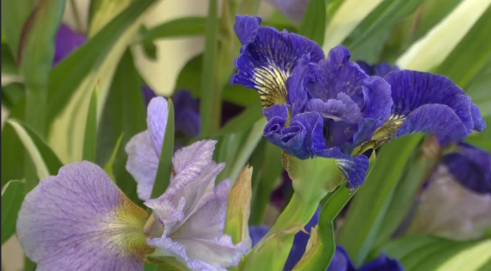 Iris Flower Show returns to Botanical Conservatory for one day only