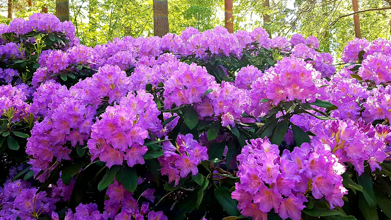 Estos son los cuidados que el rododendro adora y que no te costará nada ...