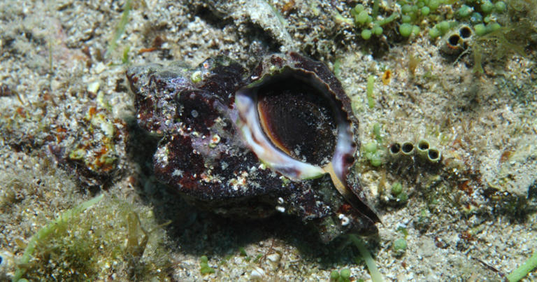 Massive Dye Factory Produced Most Of The Color Purple For Ancient ...