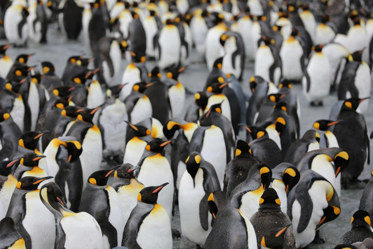 The weird way that penguin poop might be cooling Antarctica
