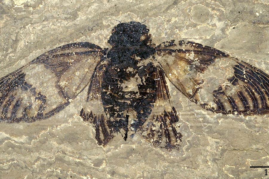 Newly named ancient cicada fossil is so well preserved you can see the ...