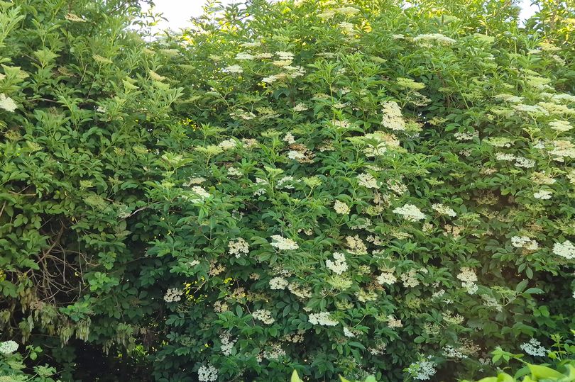 Warning issued over common Irish weed that causes severe burns