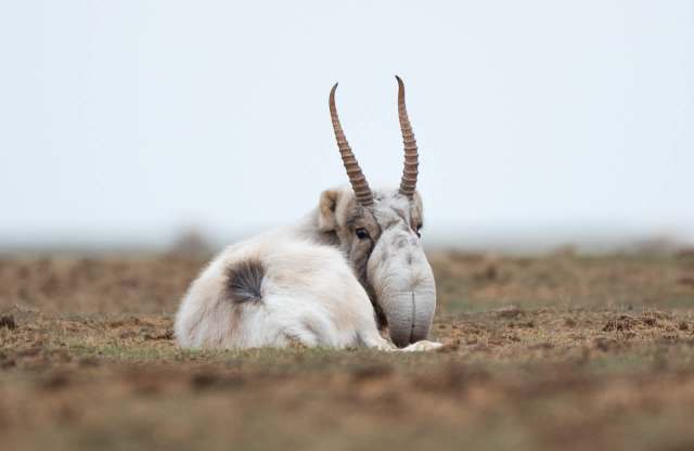 Prehistoric creature known for its distinct appearance makes remarkable ...