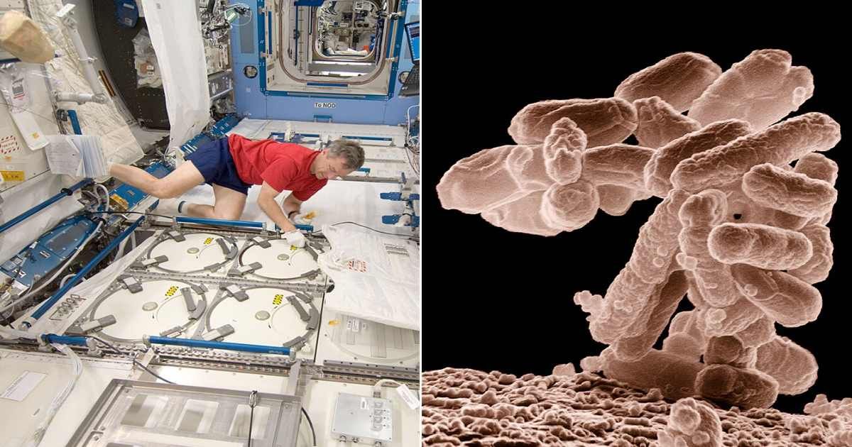 Scientists Surprised to Discover 26 New Unidentified Bacterial Species ...