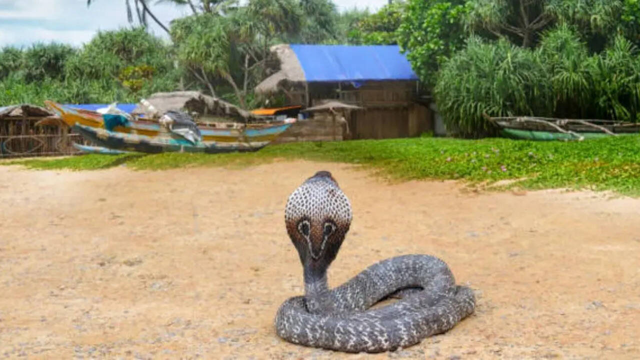 47 People Died 280 Times Due To 'Snake Bites' In MP, And Rs 11 Cr Gone ...