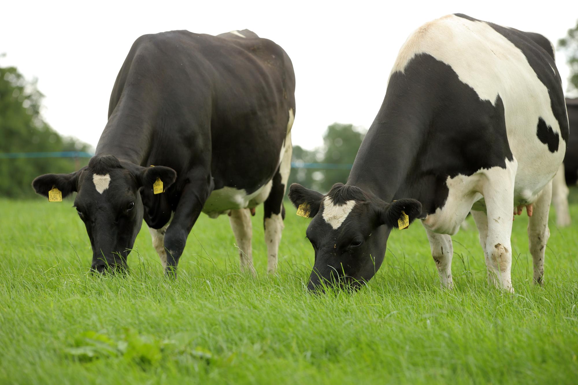 Dairy commodity update