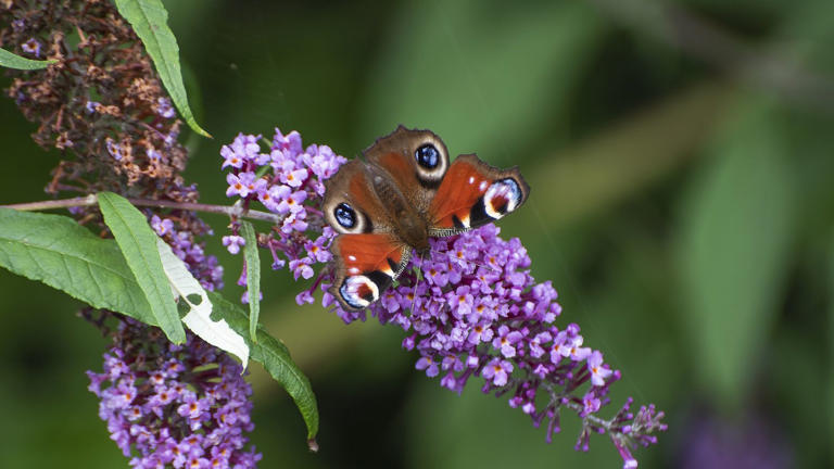 How to grow butterfly bush in pots – for a fast-growing shrub that will ...